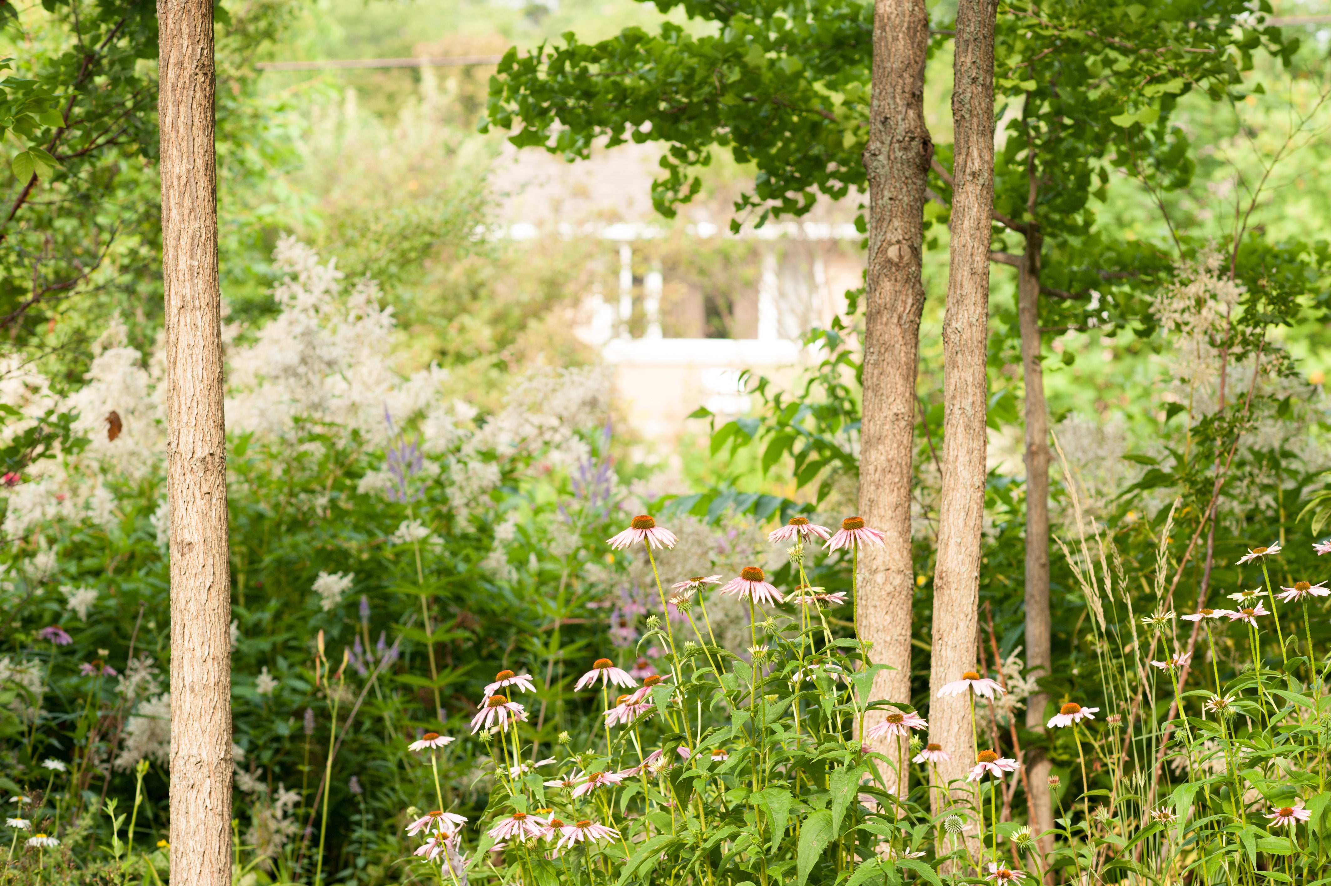 Designing a Pocket Forest – Little Forests