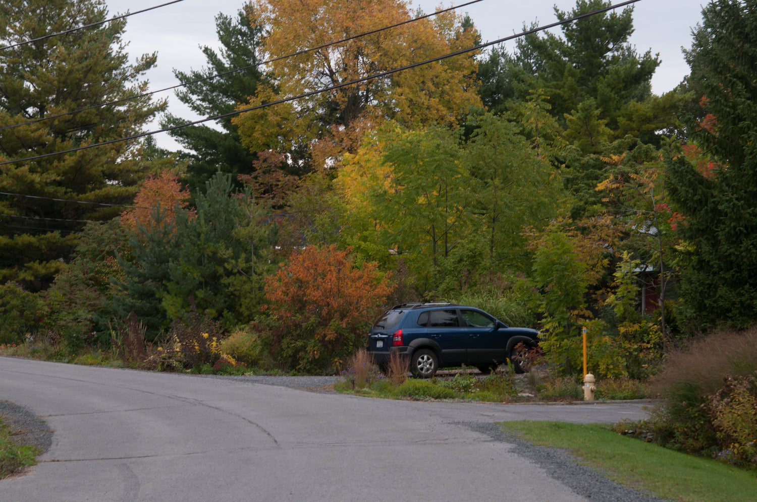 Pocket little forests for urban yards – Little Forests